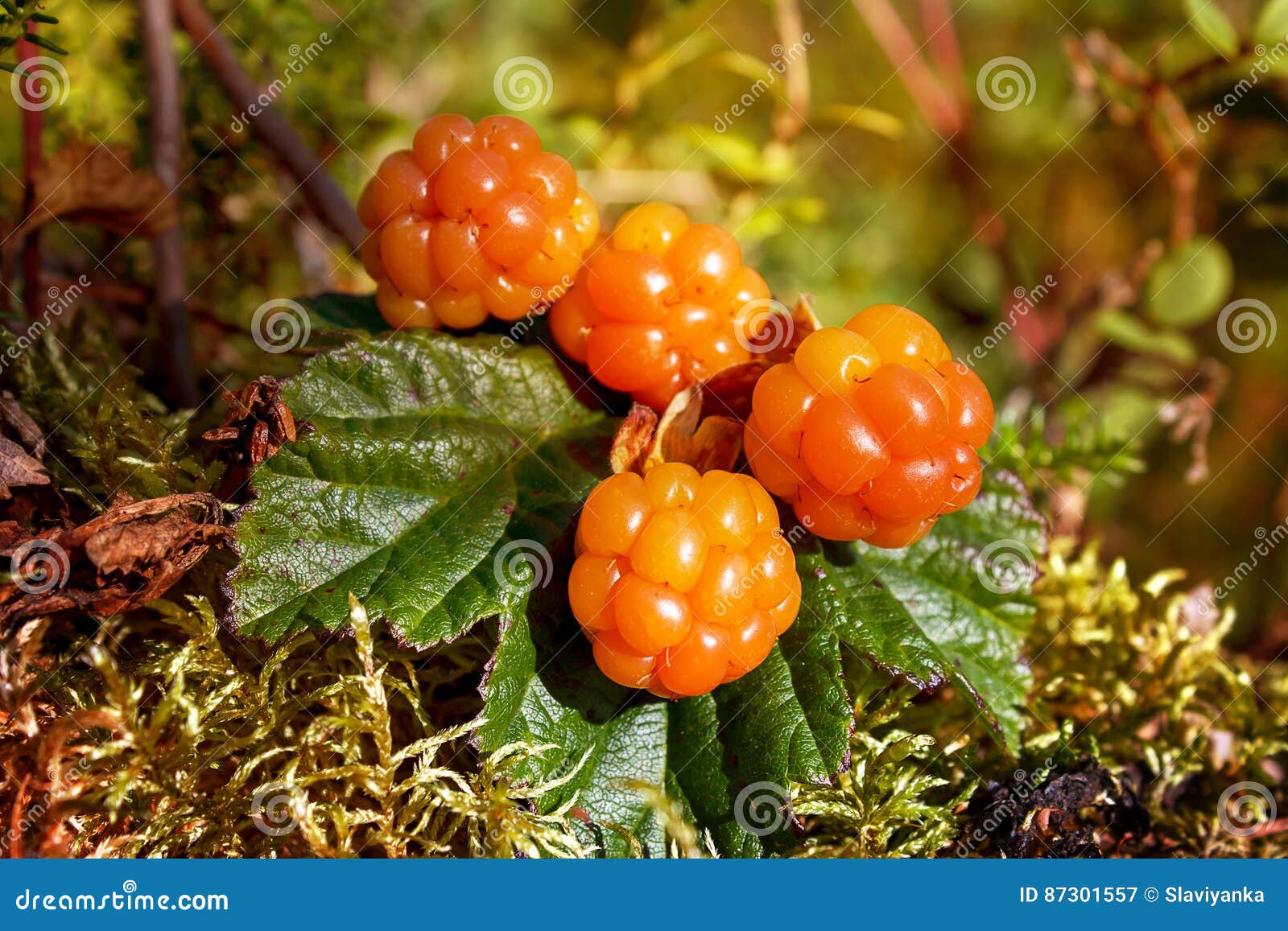Cloudberry Grows in the Forest Stock Image - Image of orange, forest ...