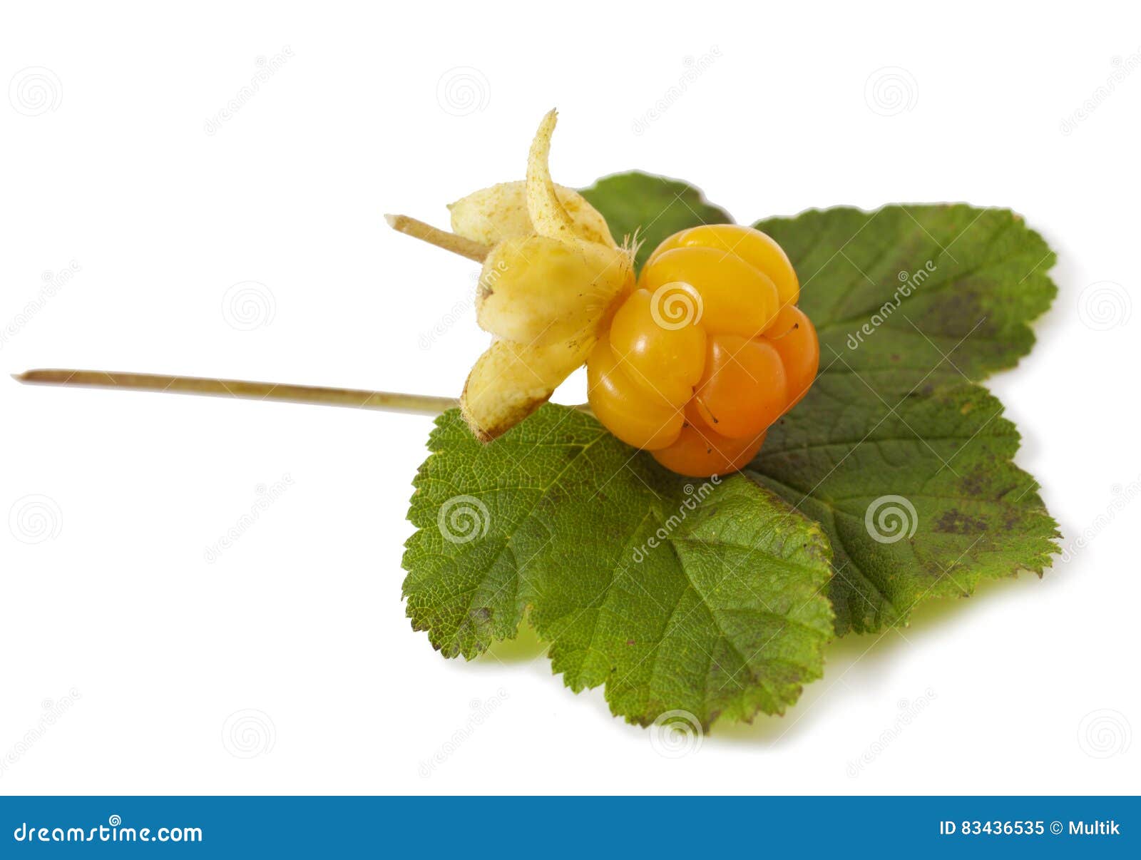 Cloudberry with leaves stock image. Image of orange, botany - 83436535