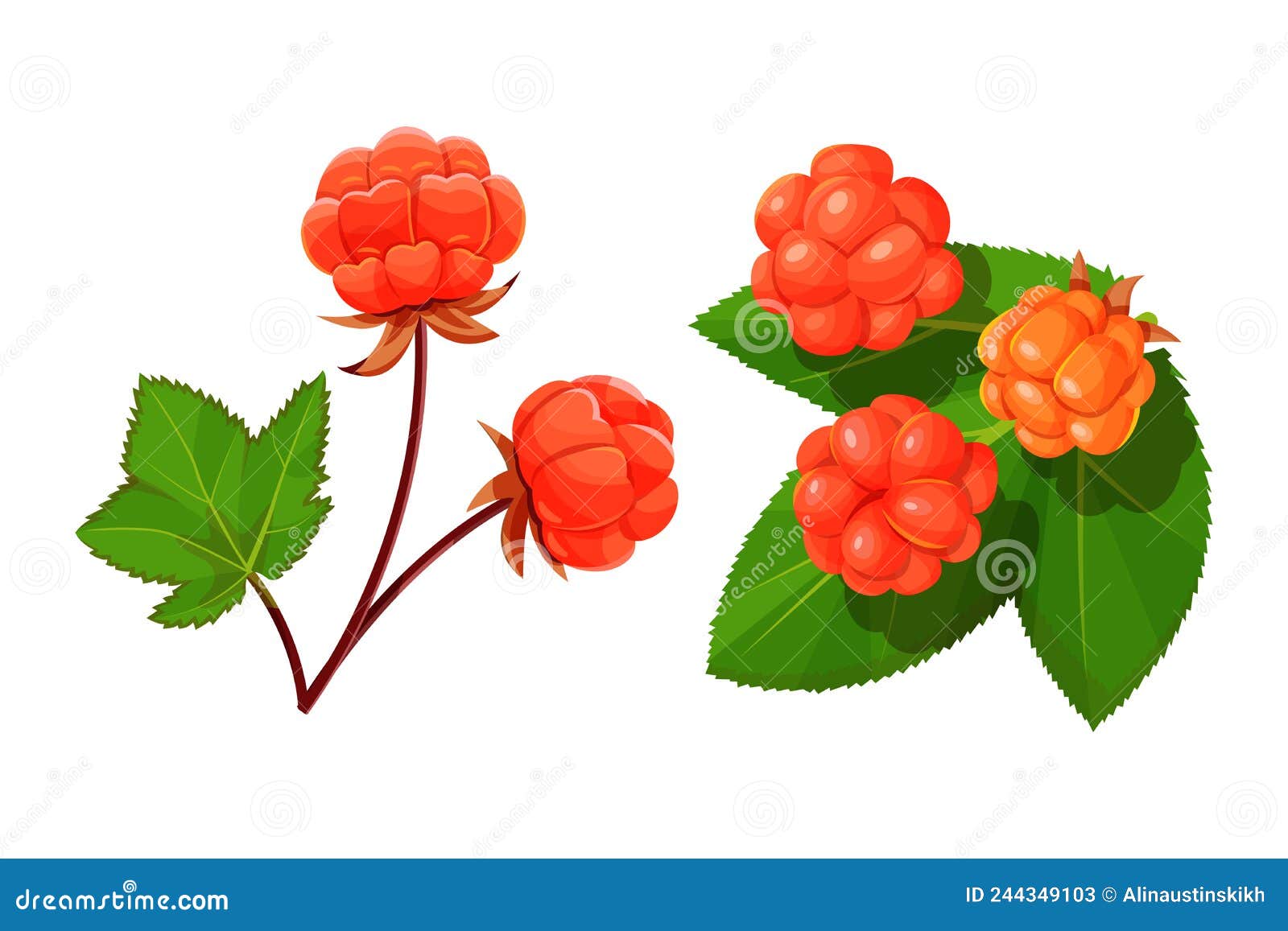 Cloudberry With Leaves Vector Illustration. Superfood Creeping R ...