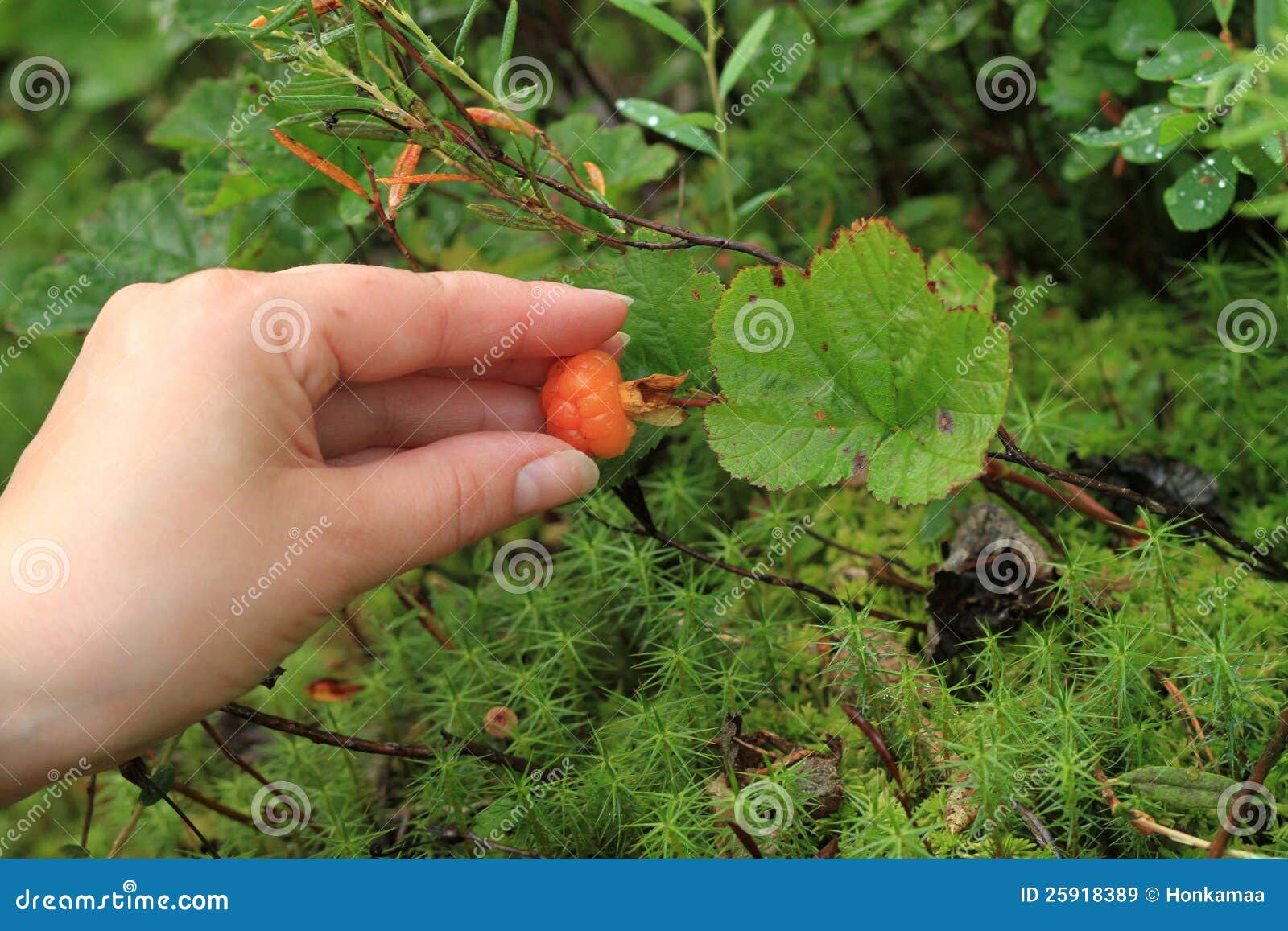 Cloudberry picking stock image. Image of pick, berries - 25918389