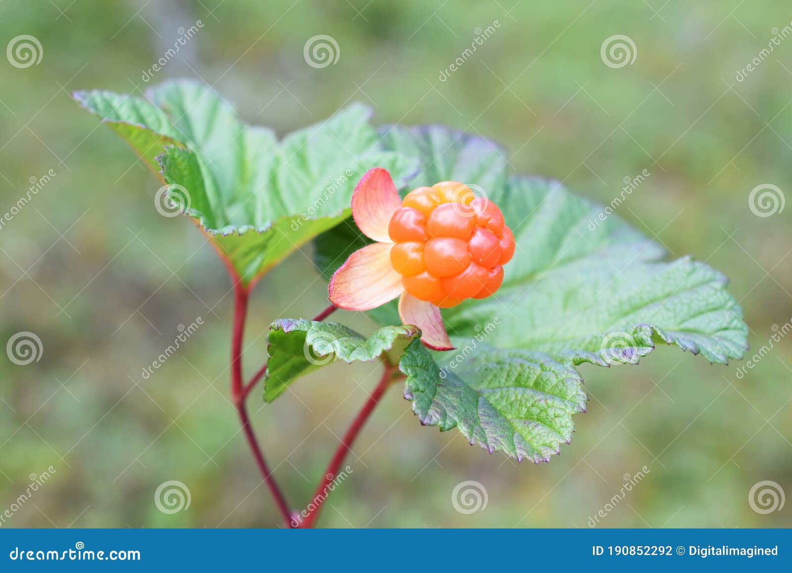 Cloudberry Rubus Chamaemorus with Ripe Fruit in Forest Stock Photo ...