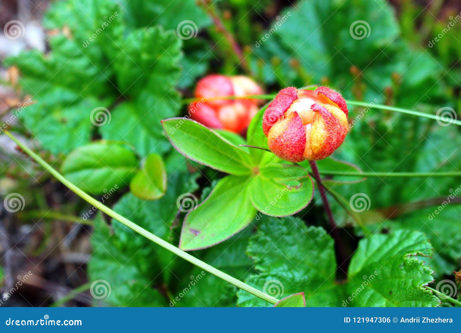 Cloudberry Rubus Chamaemorus in Arctic, Norway Stock Photo - Image of ...