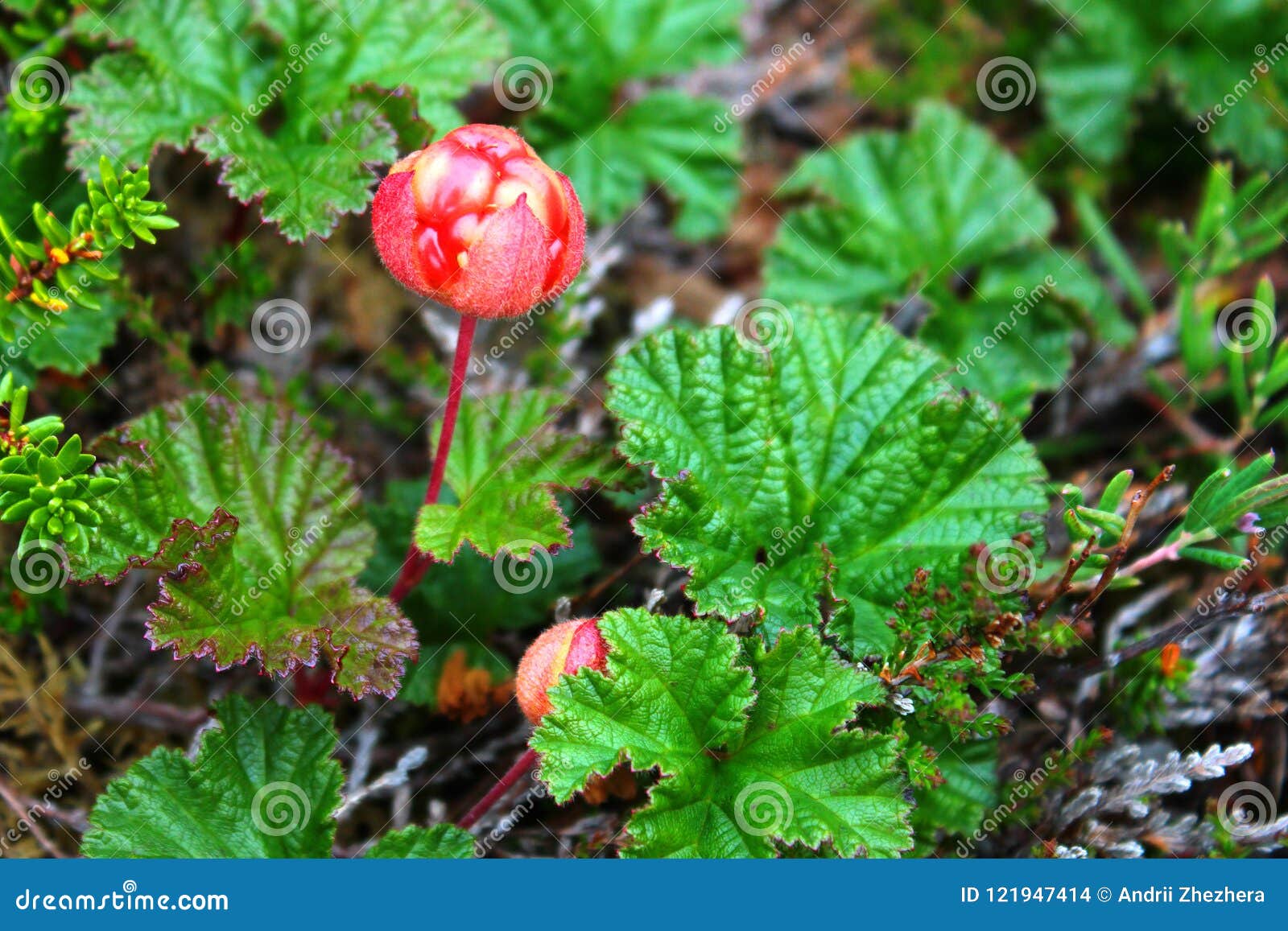 Cloudberry Rubus Chamaemorus in Arctic Tundra, Norway Stock Photo ...