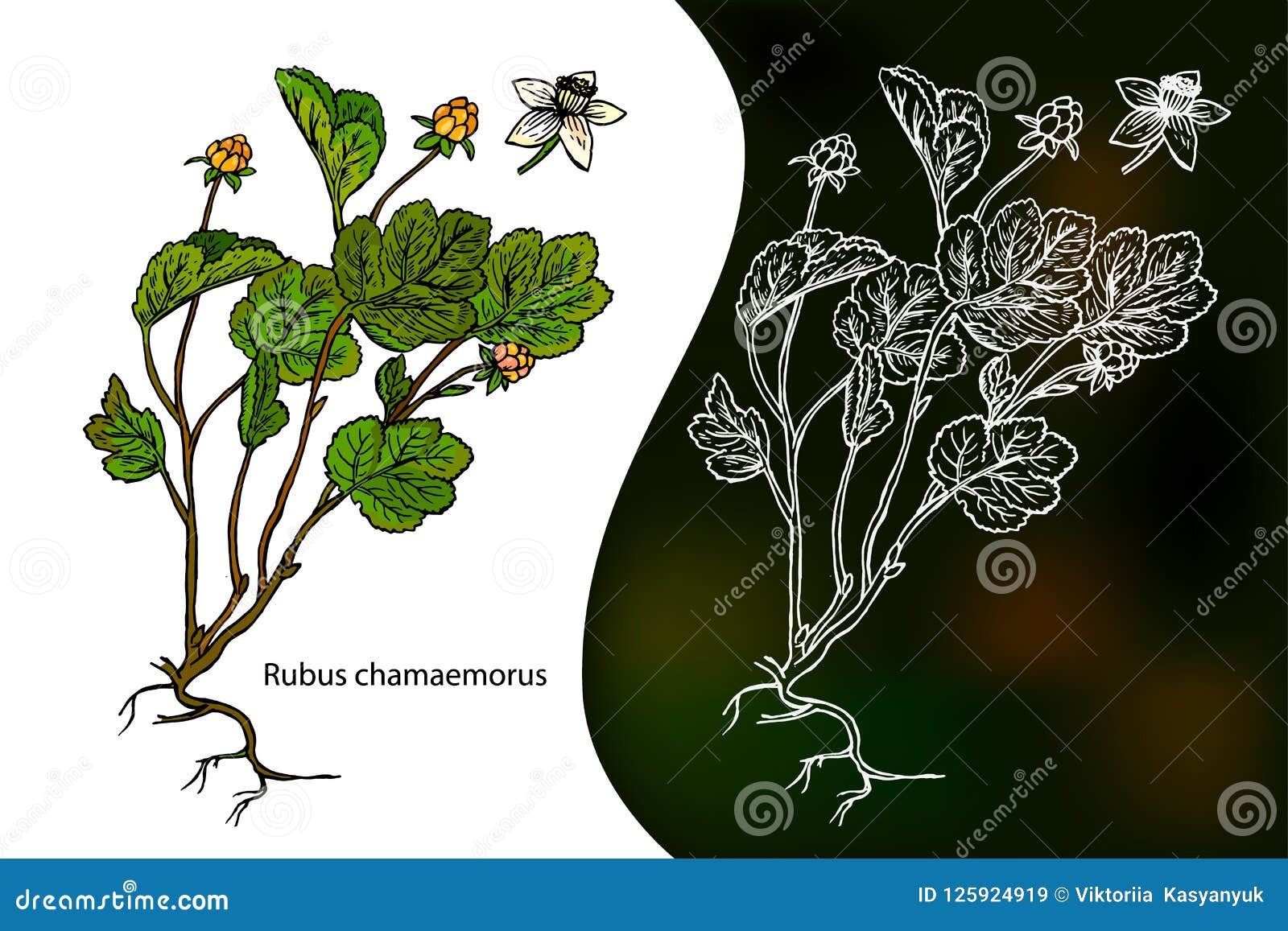 Cloudberry Rubus Stock Illustrations – 105 Cloudberry Rubus Stock ...