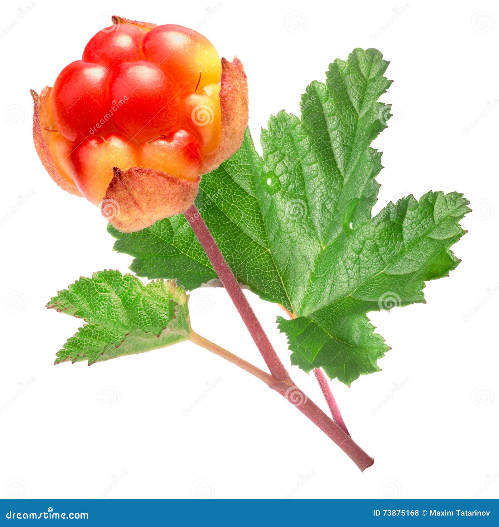 Rubus Chamaemorus. Flowering Cloudberry Day In July On The Yamal ...