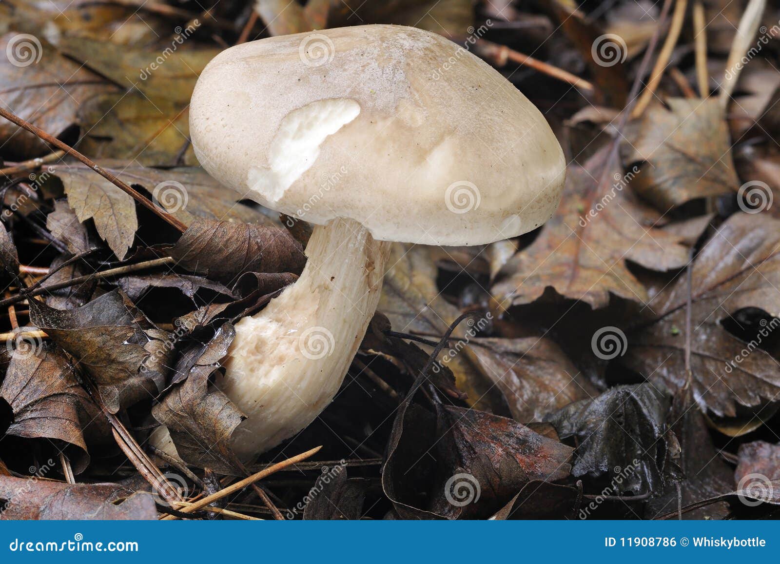 Clouded Agaric Fungus stock photo. Image of grey, clitocybe - 11908786