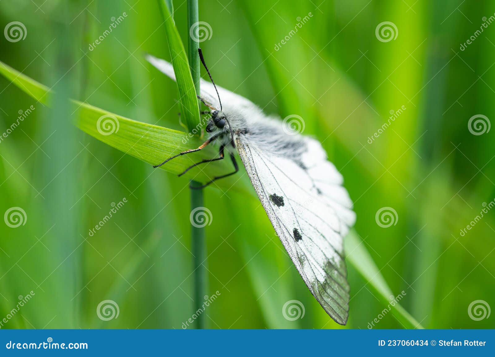 A Clouded Apollo Butterfly Resting in a Meadow Stock Photo - Image of ...
