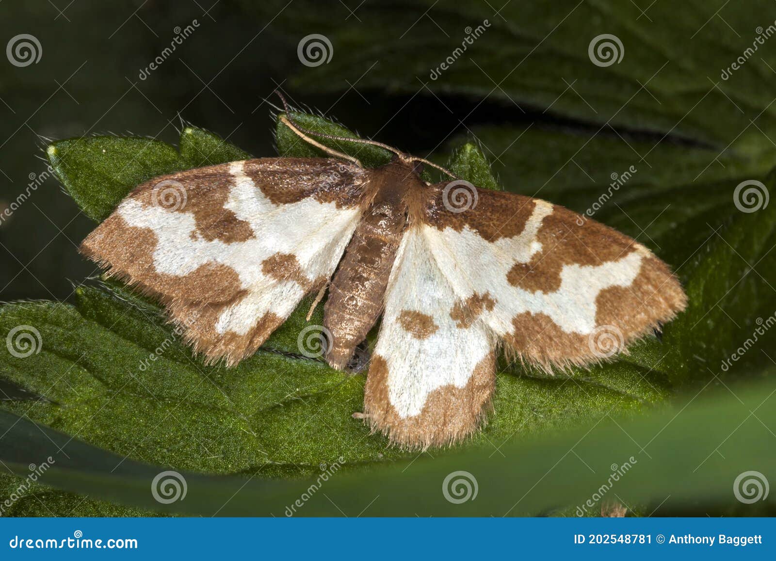 Clouded Border Moth Lomaspilis Marginata Stock Image - Image of ...