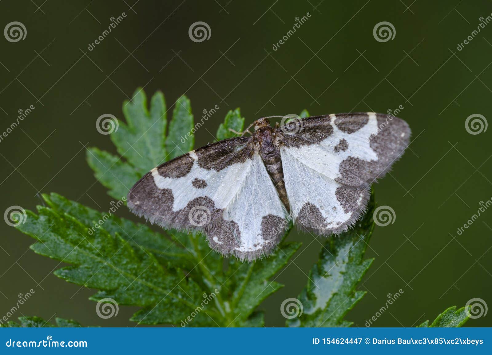 Clouded Border Moth Royalty-Free Stock Photo | CartoonDealer.com #251079879