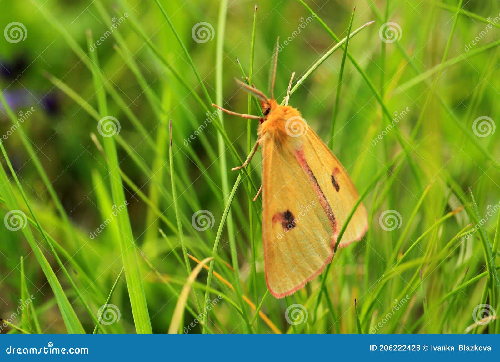 Clouded buff in the grass stock photo. Image of yellow - 206222428