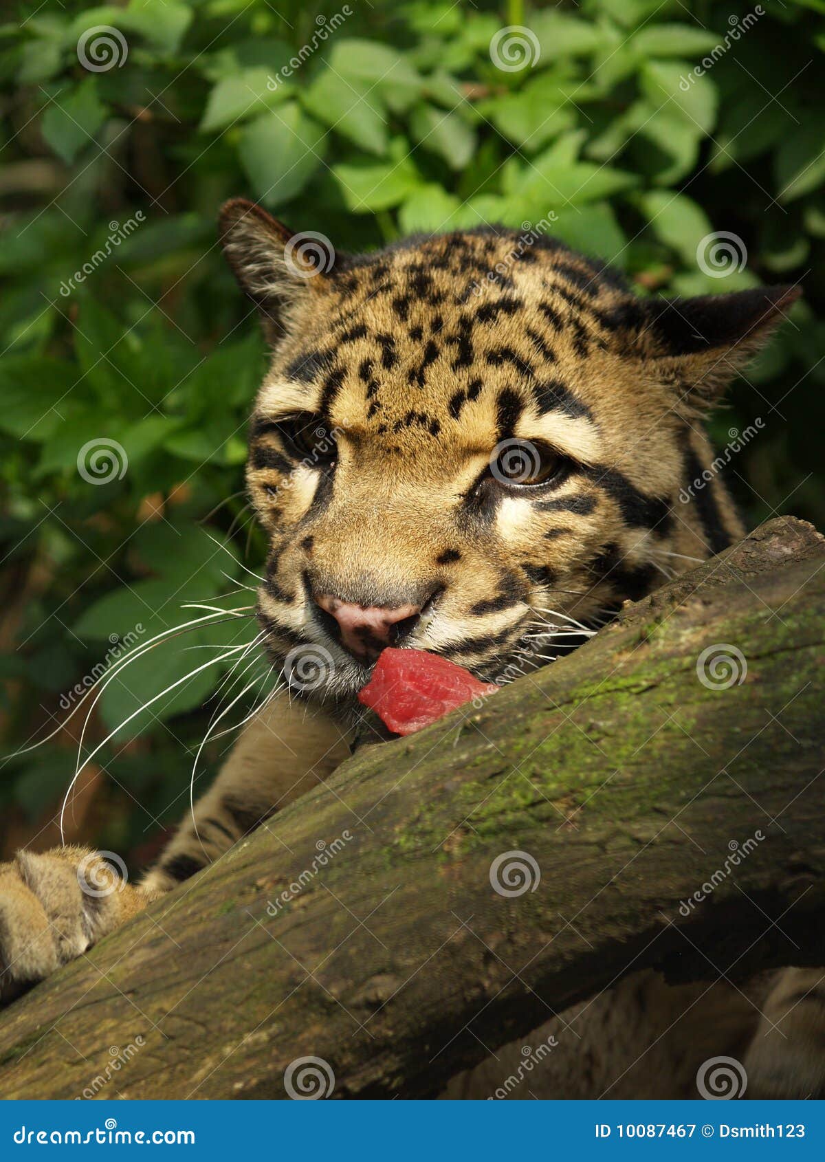 Clouded leopard stock image. Image of mammals, leopard - 10087467