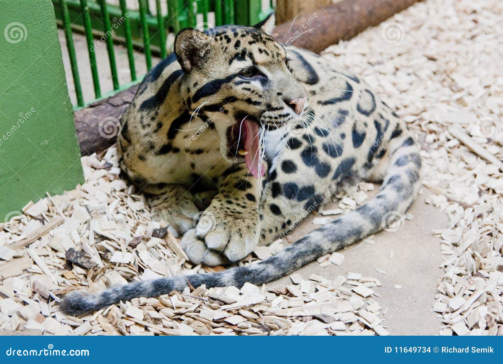 Clouded leopard stock photo. Image of predator, outdoor - 11649734