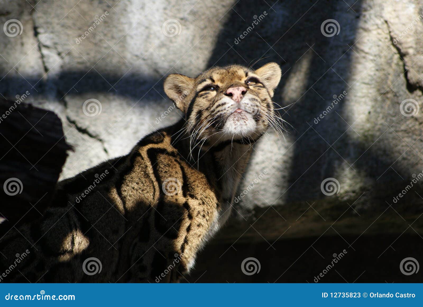 Siffing Photos - Free & Royalty-Free Stock Photos from Dreamstime