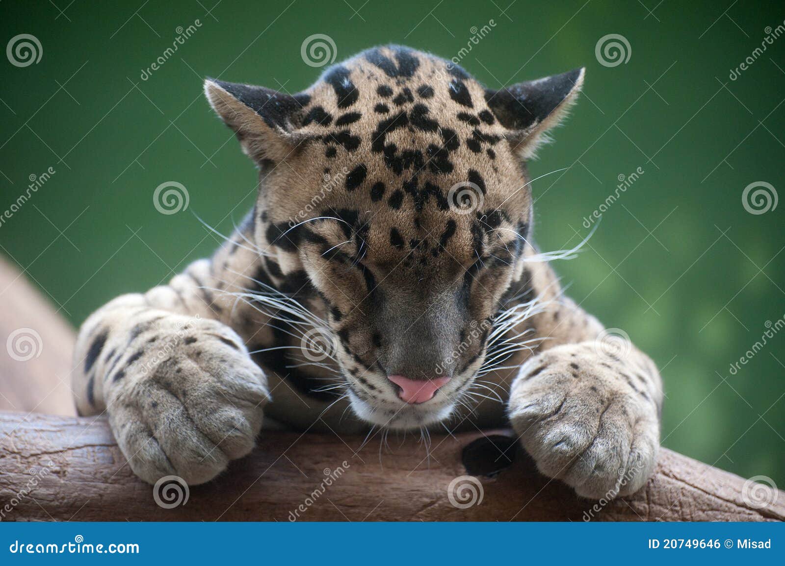 Clouded Leopard Lying On The Branch Royalty-Free Stock Photography ...