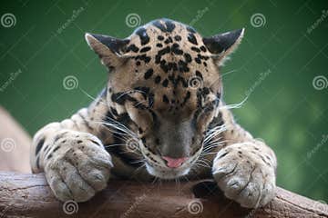 Clouded Leopard stock photo. Image of sleep, feet, nebulosa - 20749646