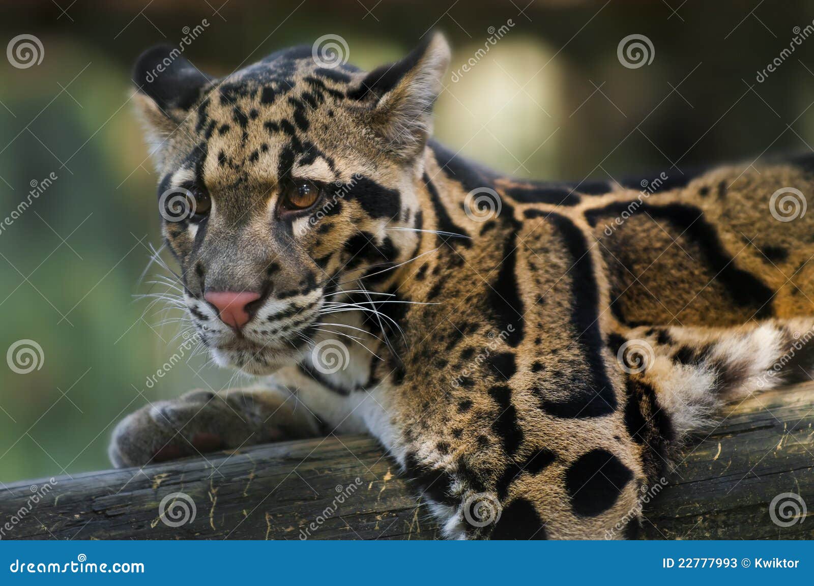 Clouded Leopard stock image. Image of clouded, predator - 22777993