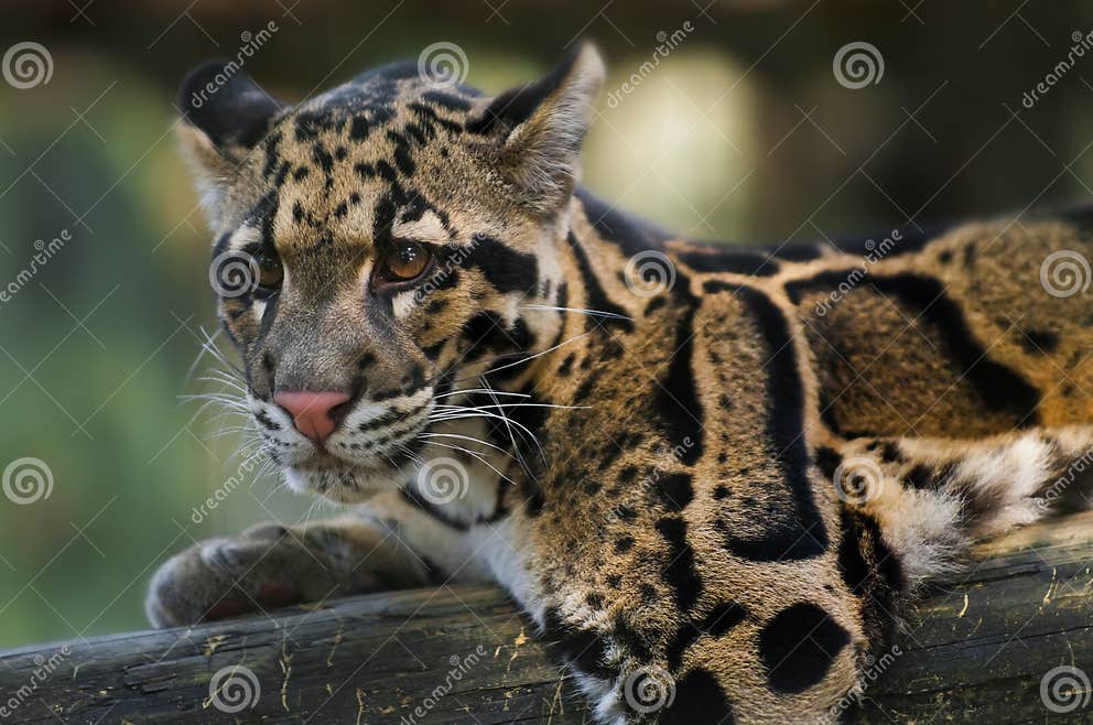 Clouded Leopard stock image. Image of clouded, predator - 22777993