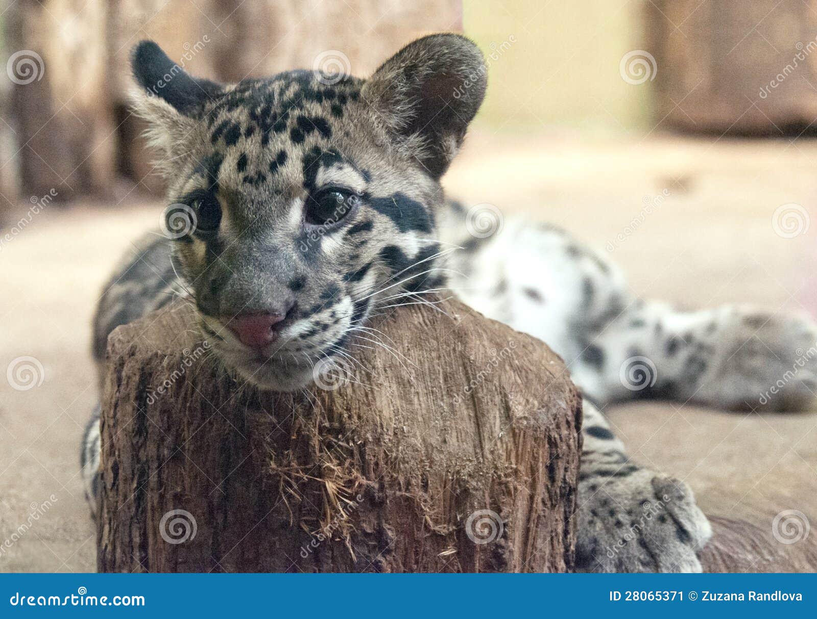 Clouded leopard stock image. Image of felid, spot, spots - 28065371