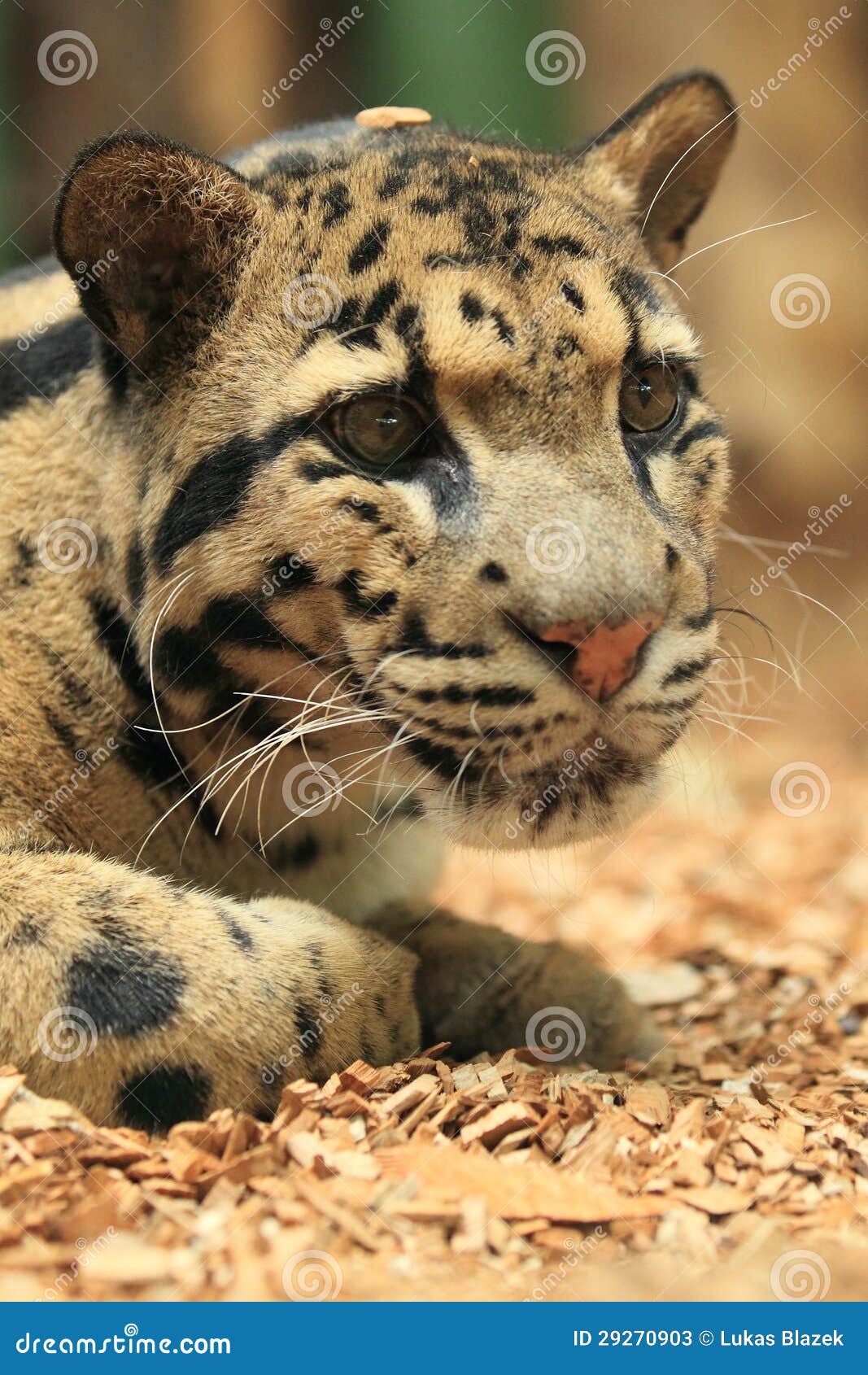 Clouded leopard stock image. Image of clouded, felid - 29270903