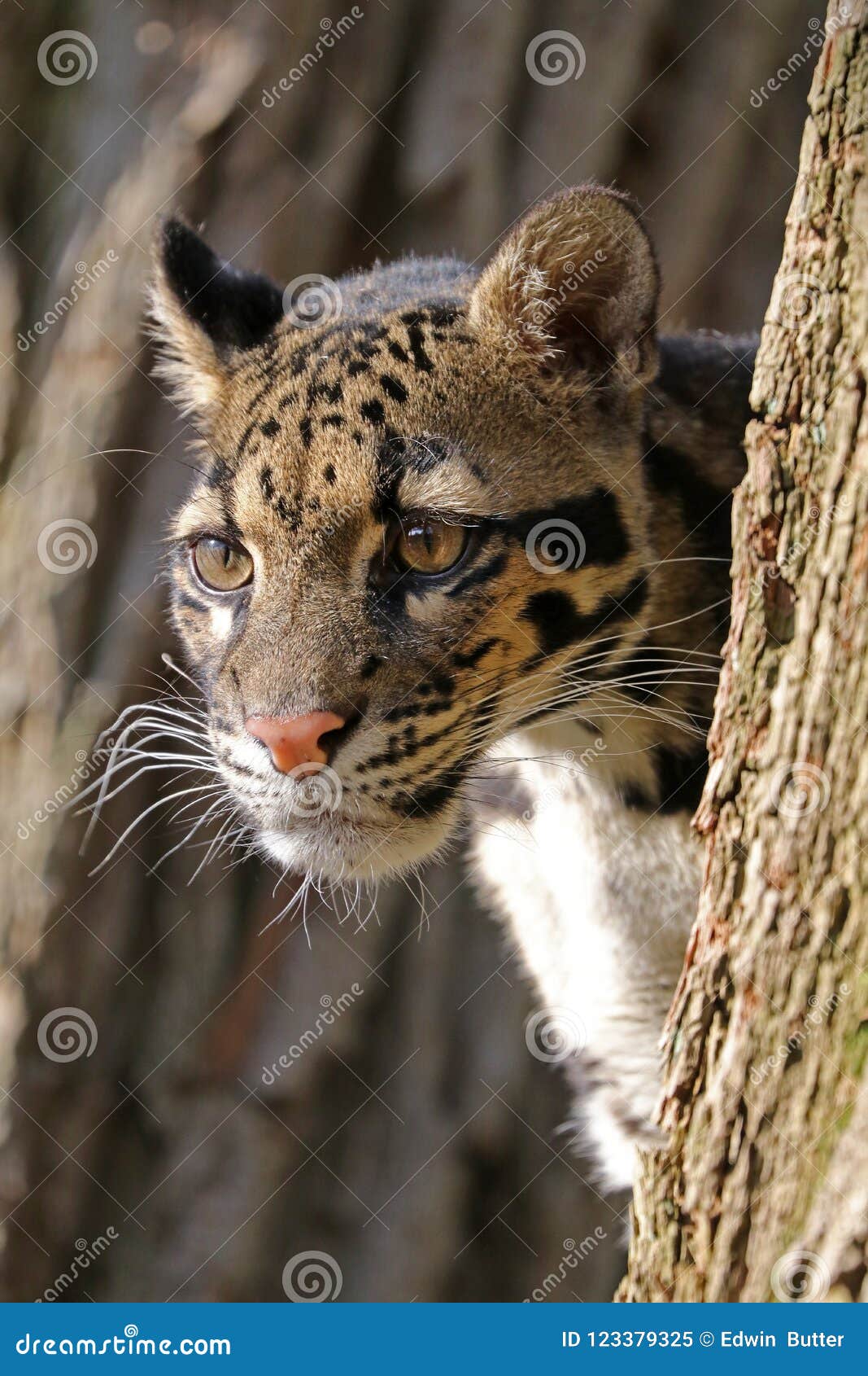 Clouded leopard stock image. Image of wild, hunter, strong - 123379325