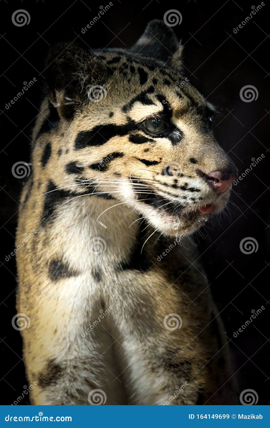 Clouded leopard stock image. Image of felidae, hunter - 164149699