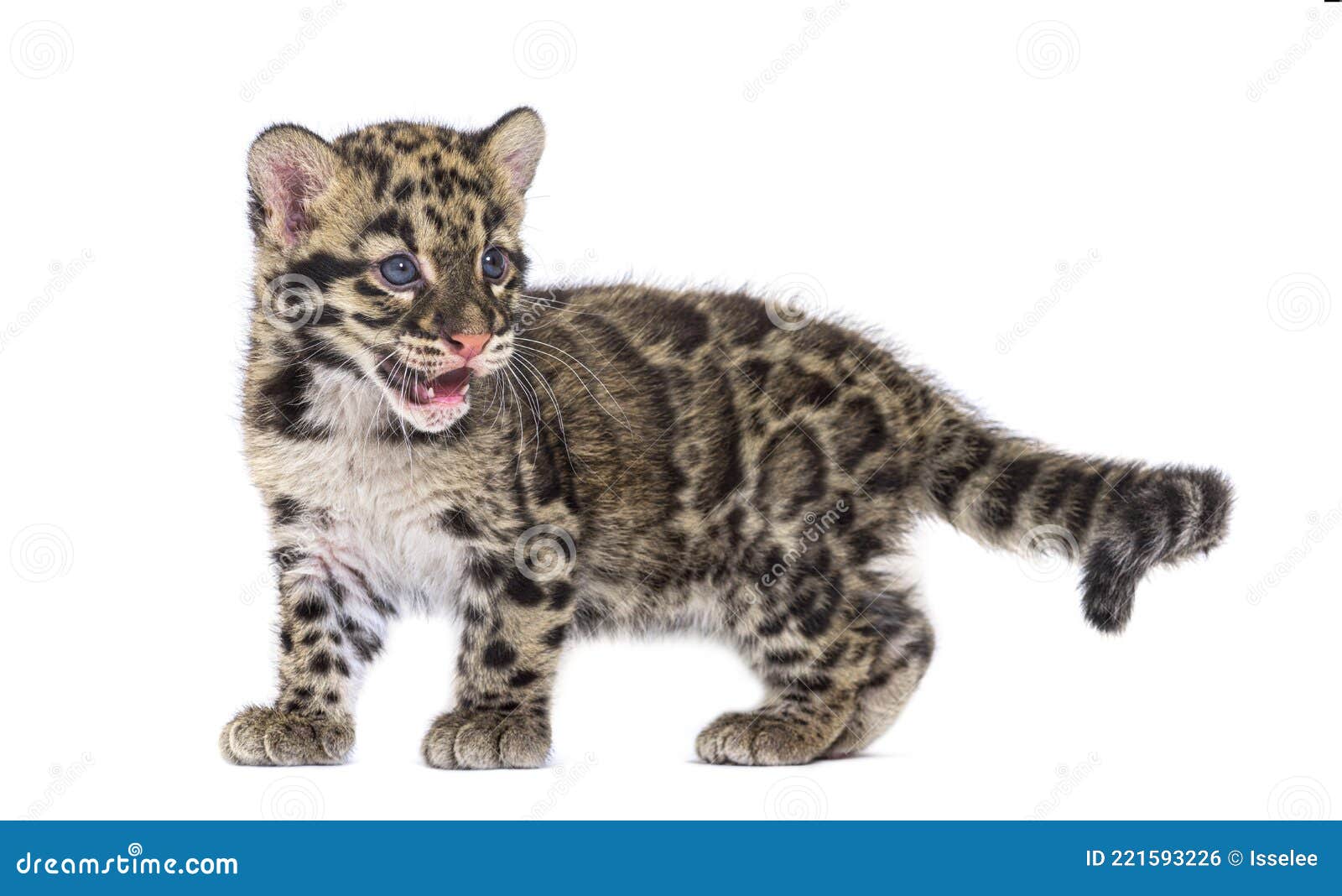 Clouded Leopard Cub, Two Months Old, Neofelis Nebulosa, Isolated on ...
