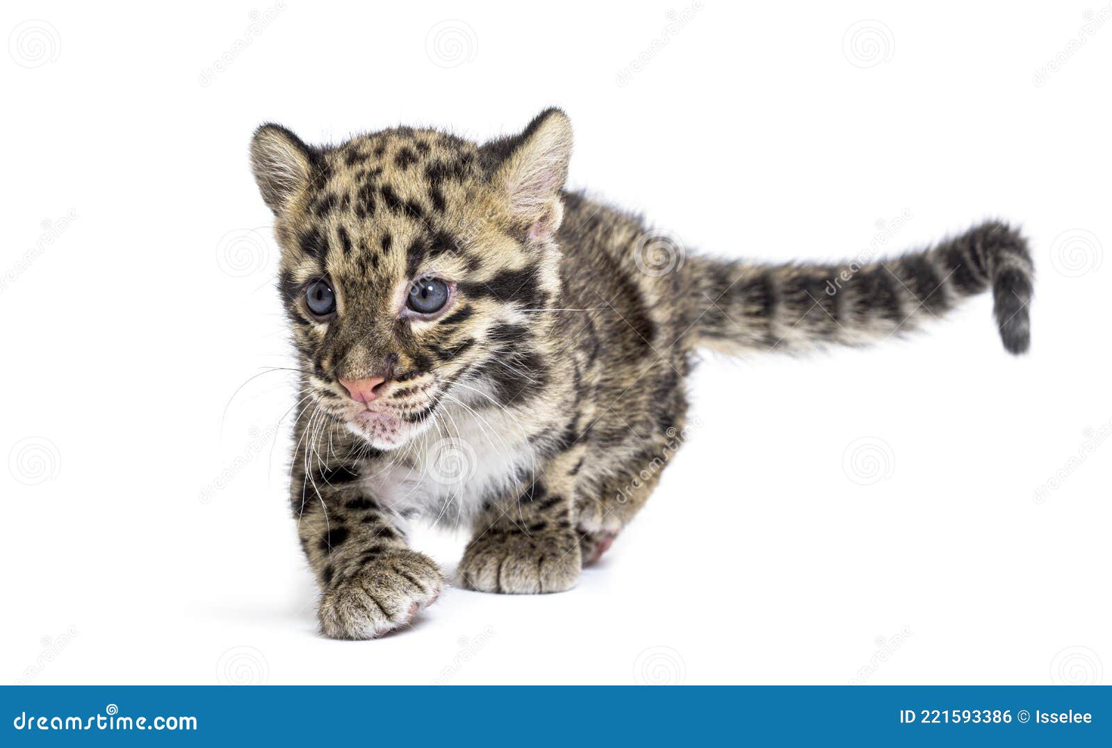 Clouded Leopard Cub, Two Months Old, Neofelis Nebulosa Stock Photo ...