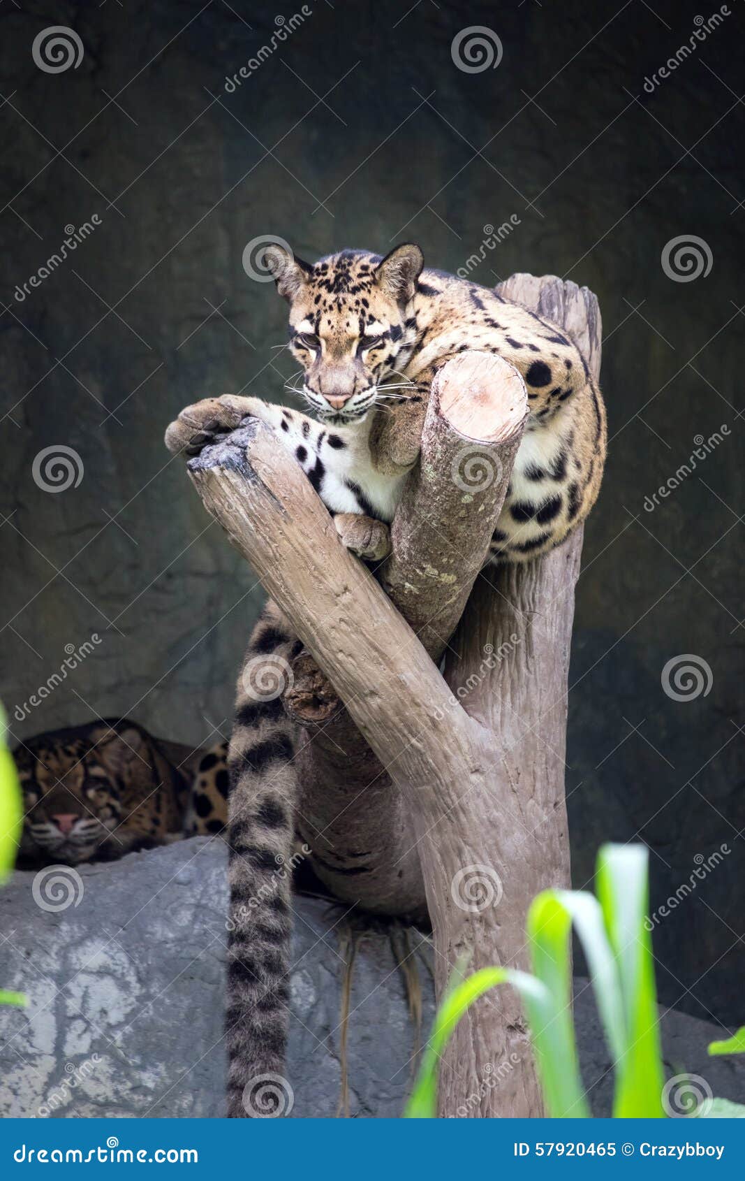 Clouded Leopard Lying On The Branch Royalty-Free Stock Photography ...