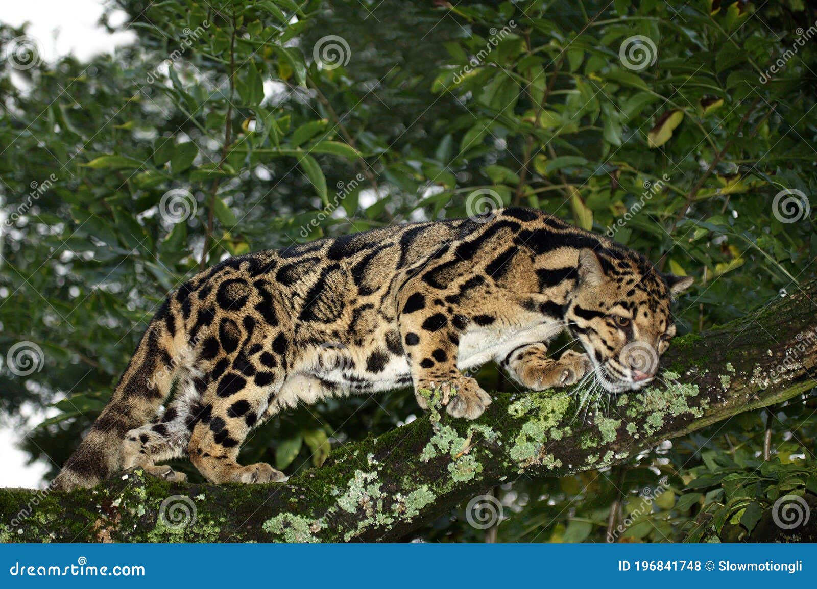 Clouded Leopard, Neofelis Nebulosa, Adult Standing in Tree Stock Photo ...
