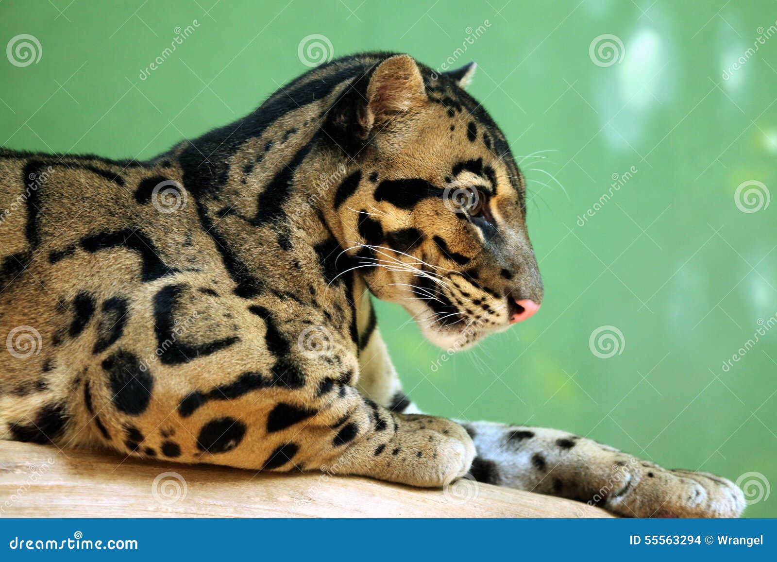 Clouded Leopard Lying On The Branch Royalty-Free Stock Photography ...
