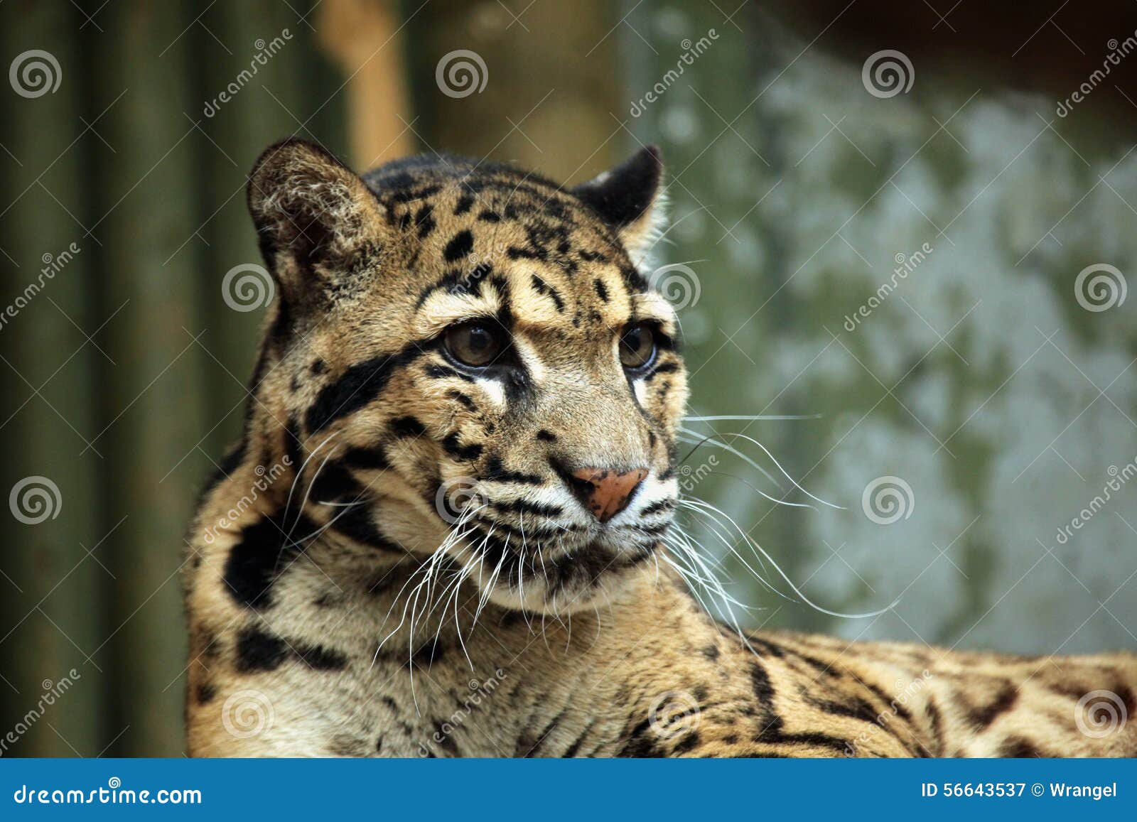 Clouded Leopard (Neofelis Nebulosa). Stock Image - Image of clouded ...
