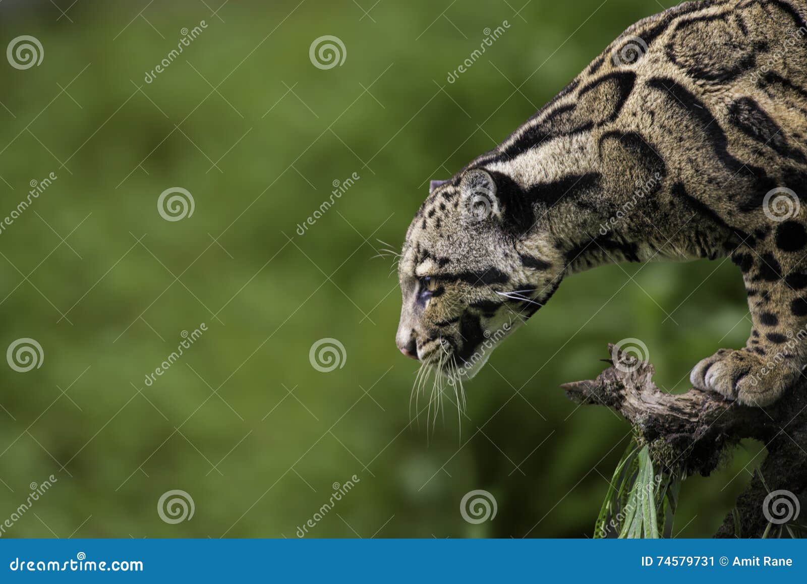 Clouded Leopard stock image. Image of profile, animals - 74579731