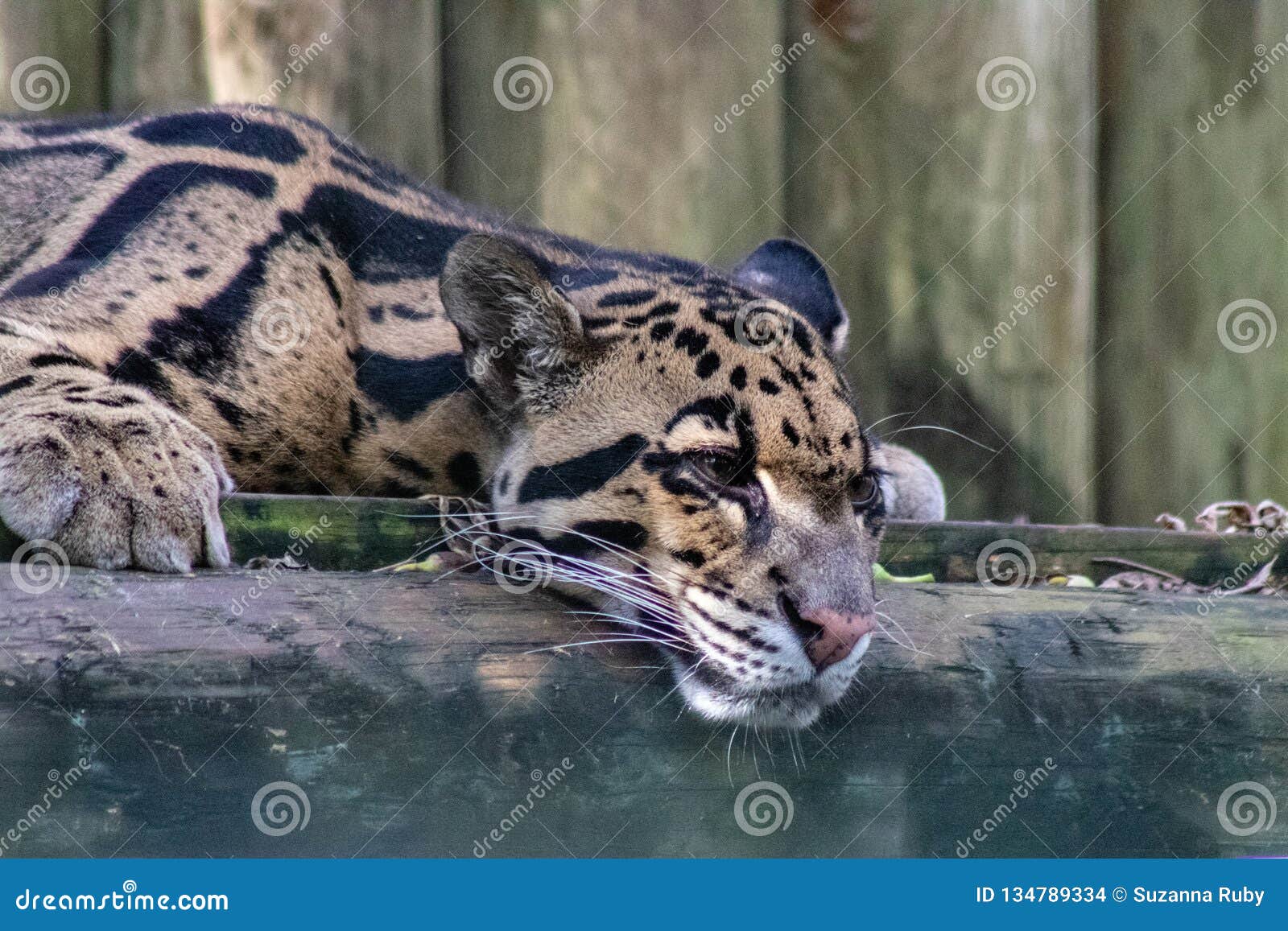 Clouded leopard sleeping stock photo. Image of wildlife - 134789334
