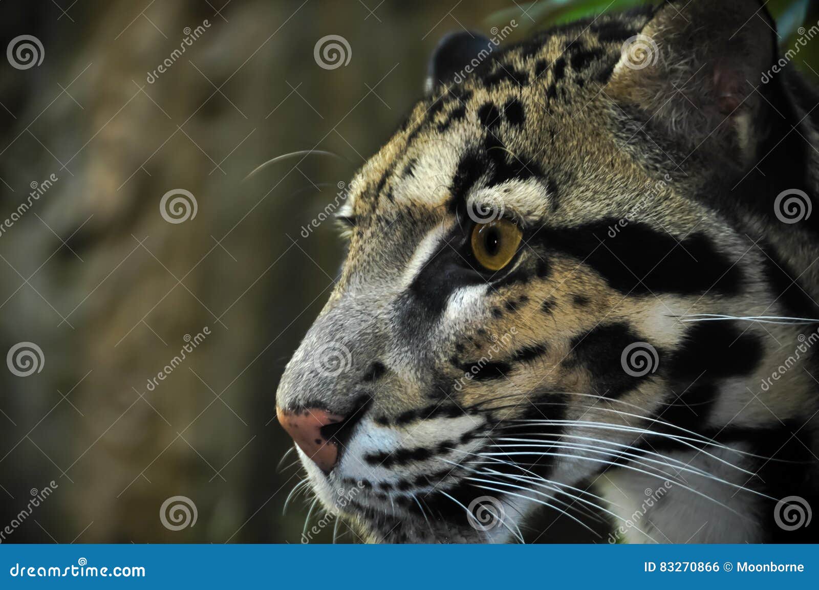 Clouded Leopard stock photo. Image of view, pattern, straight - 83270866