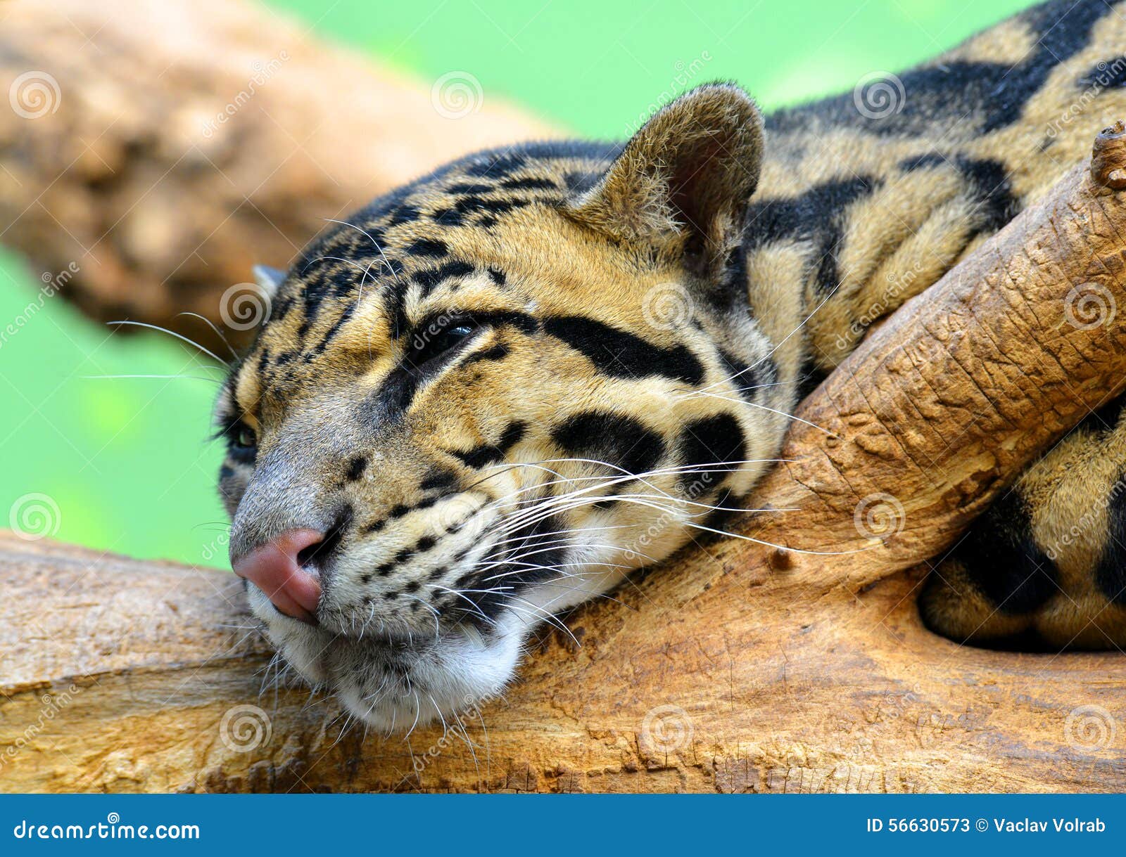 Clouded Leopard stock image. Image of spots, cute, carnivore - 56630573