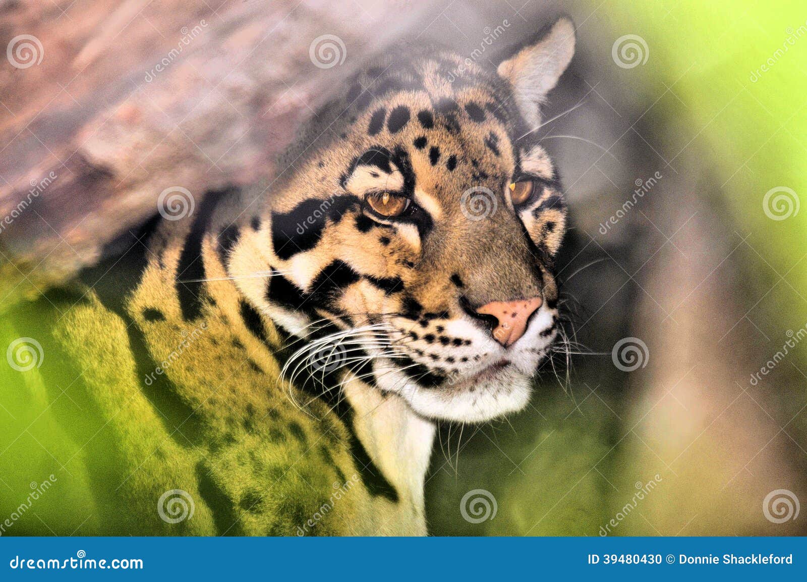 Clouded Leopard stock photo. Image of environment, shot - 39480430