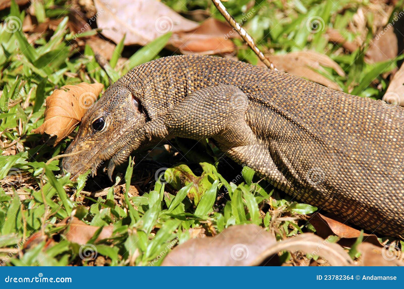 Clouded Monitor Lizard (Varanus Nebulosus) On Grass Stock Photo ...