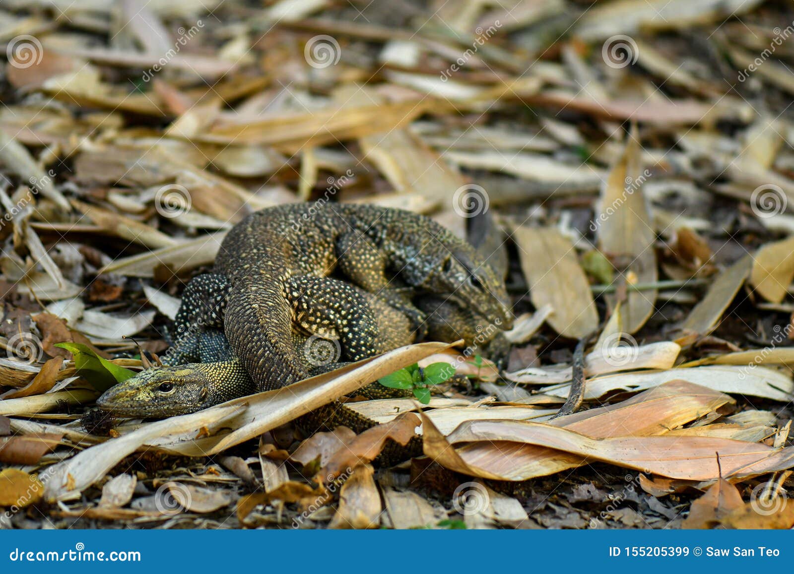 Clouded Monitor Lizard Mating In The Wild Stock Image Image Of