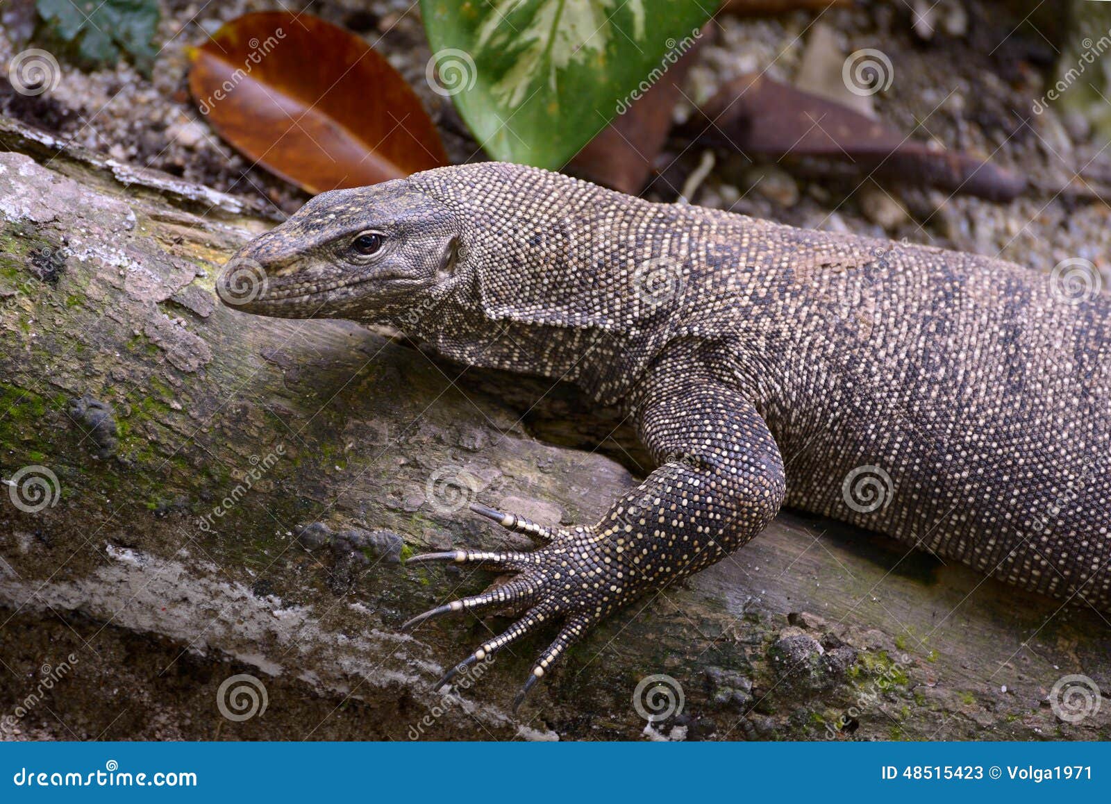 Clouded Monitor, Varanus Nebulosus, On White Royalty-Free Stock ...