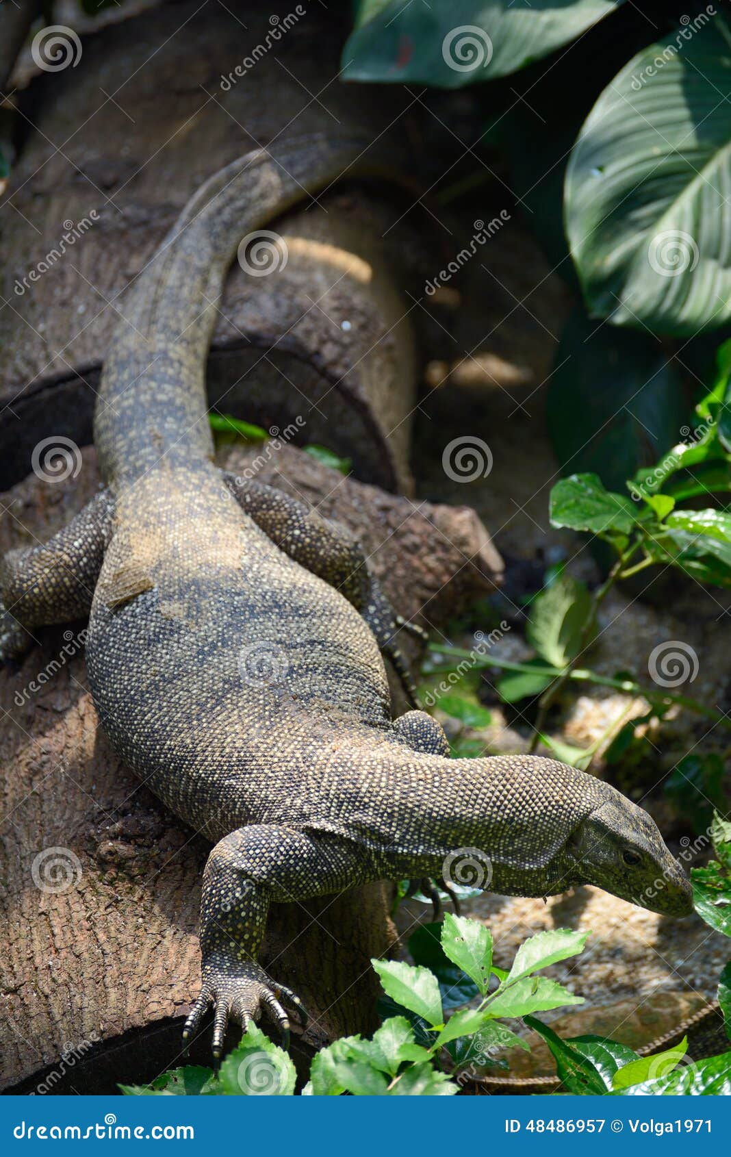 Clouded monitor lizard stock image. Image of nature, park - 48486957