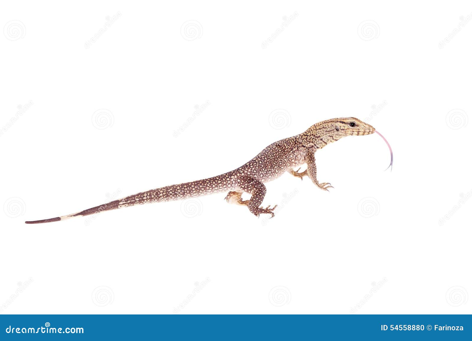 Clouded Monitor, Varanus Nebulosus, on White Stock Photo - Image of ...