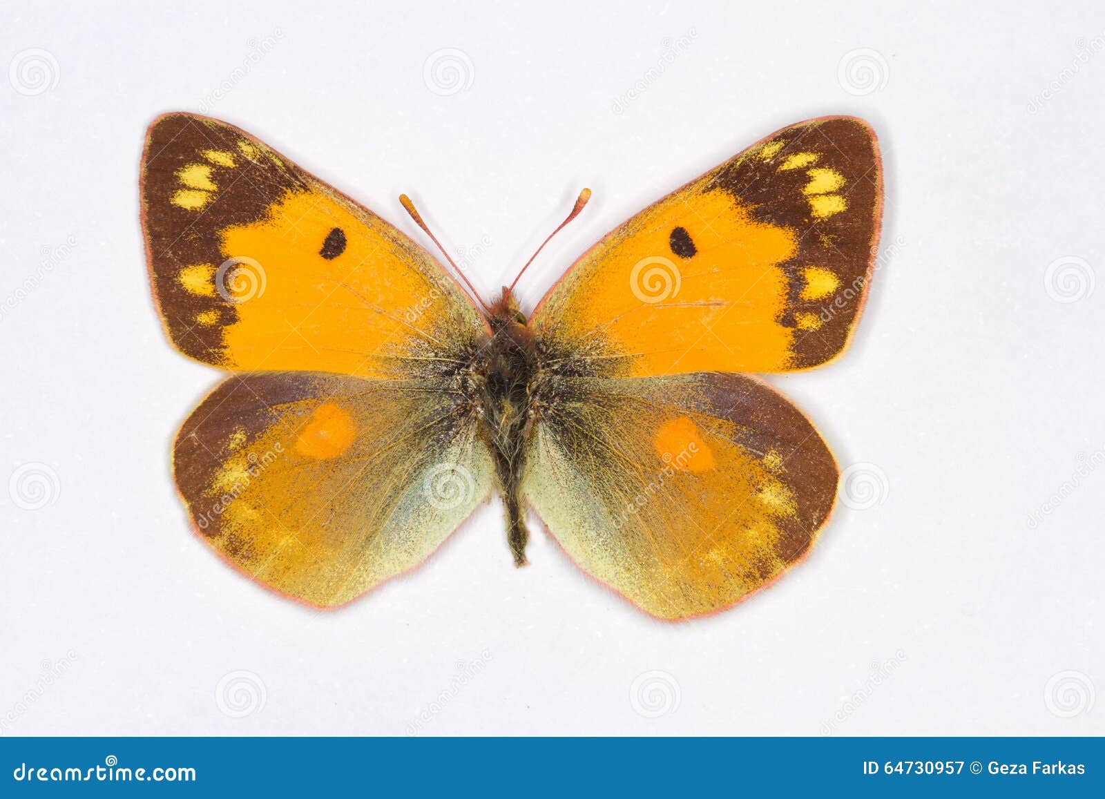 Clouded Yellow ,Colias Croceus, on White Stock Image - Image of ...