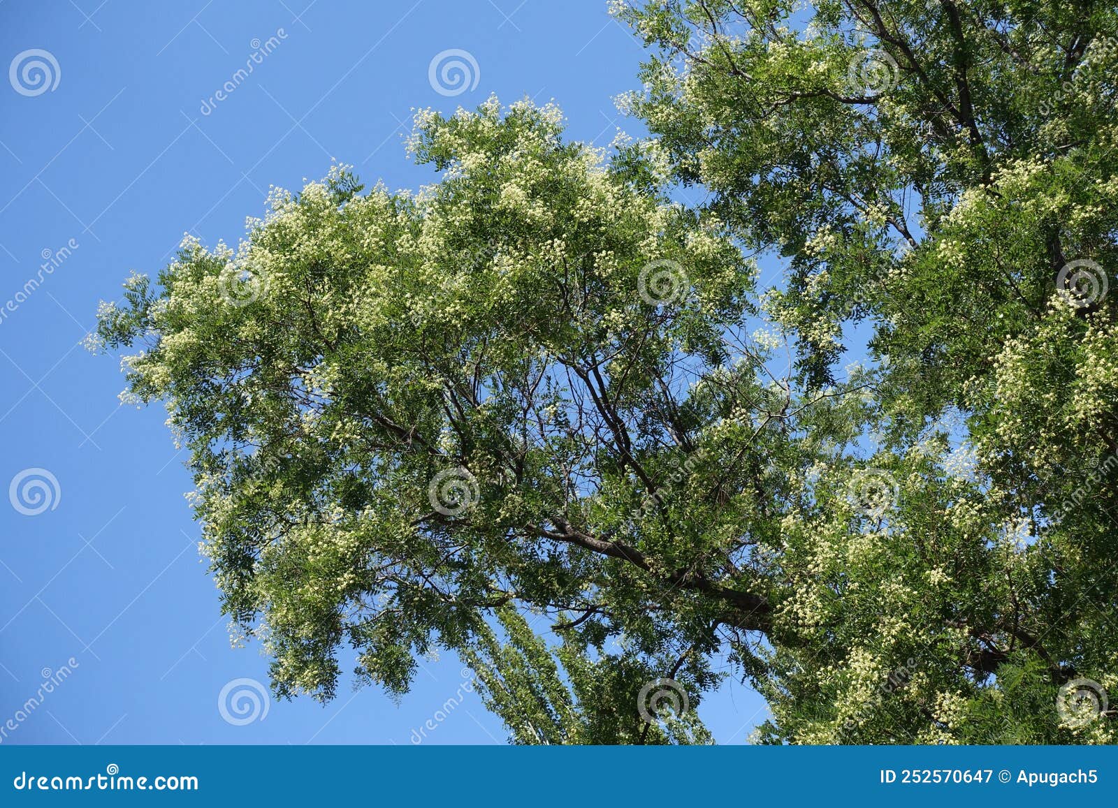 Cloudless Blue Sky and Branches of Blossoming Sophora Japonica in ...