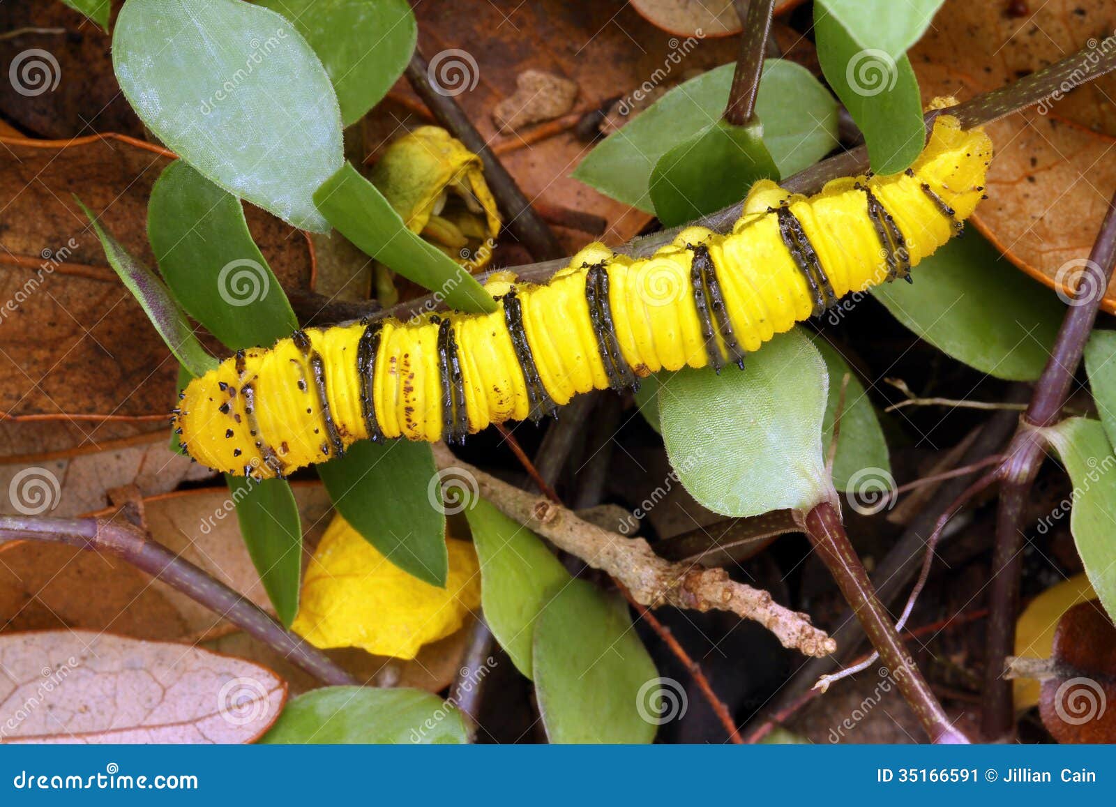 Cloudless Sulphur Butterfly (Phoebis Sennae), Costa Rica Royalty-Free ...