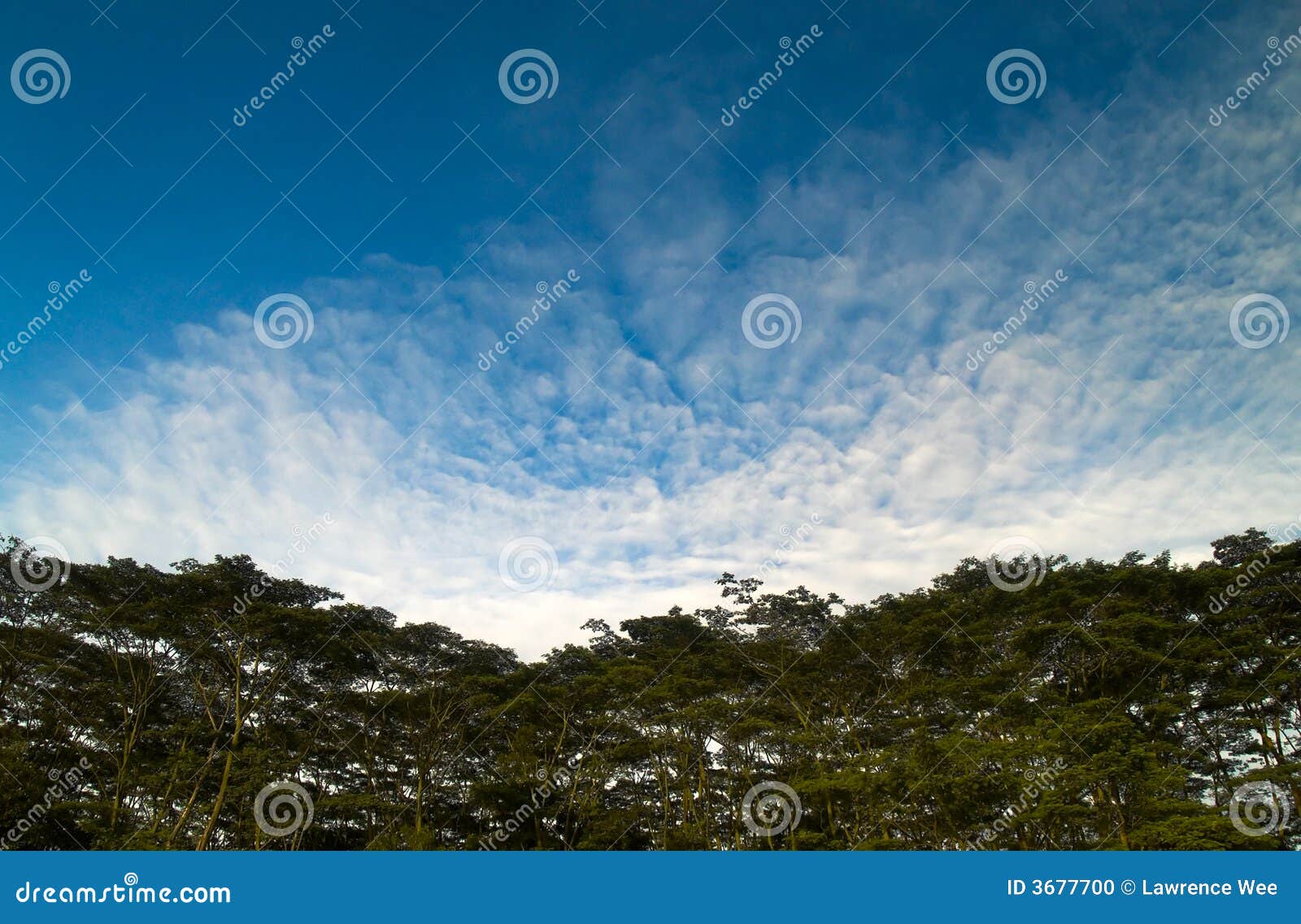Clouds Above Tree Tops stock photo. Image of tops, tropical - 3677700
