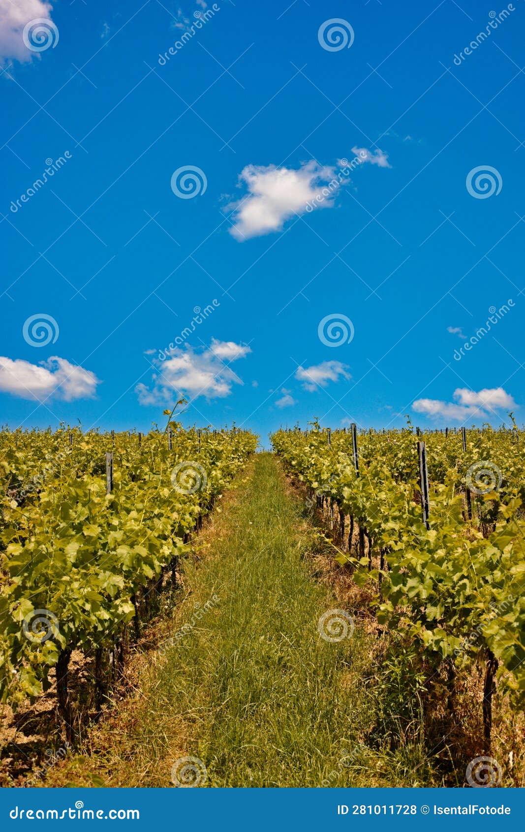 Clouds Above Vineyard in Gleiszellen, Germany Stock Photo - Image of ...