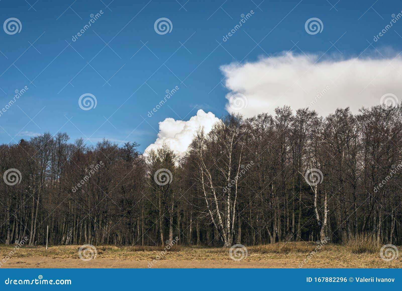 Clouds Appeared Over the Spring Forest Stock Photo - Image of beautiful ...