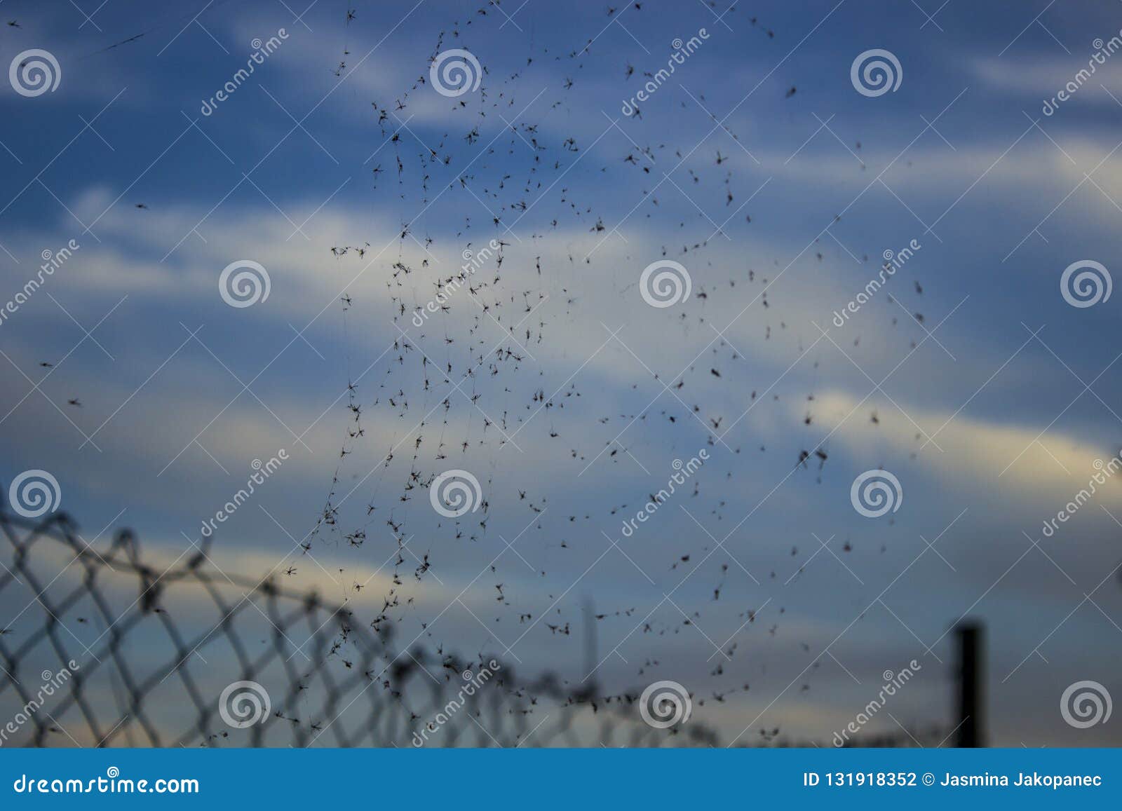 Clouds and Blue Skies and Spider Webs Stock Photo - Image of climate ...