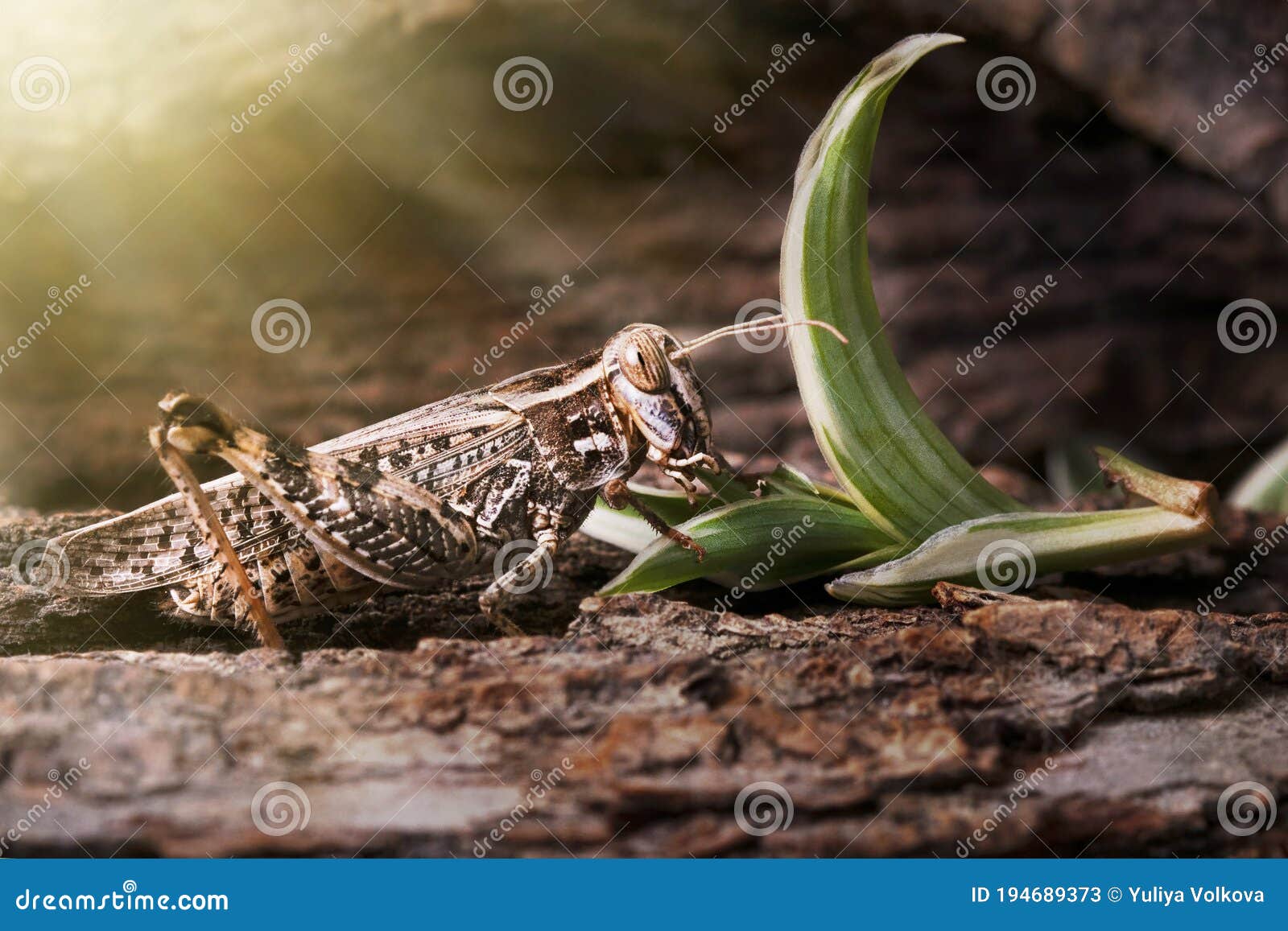 Locusts Perched on the Bark of an Old Tree. Stock Image - Image of ...