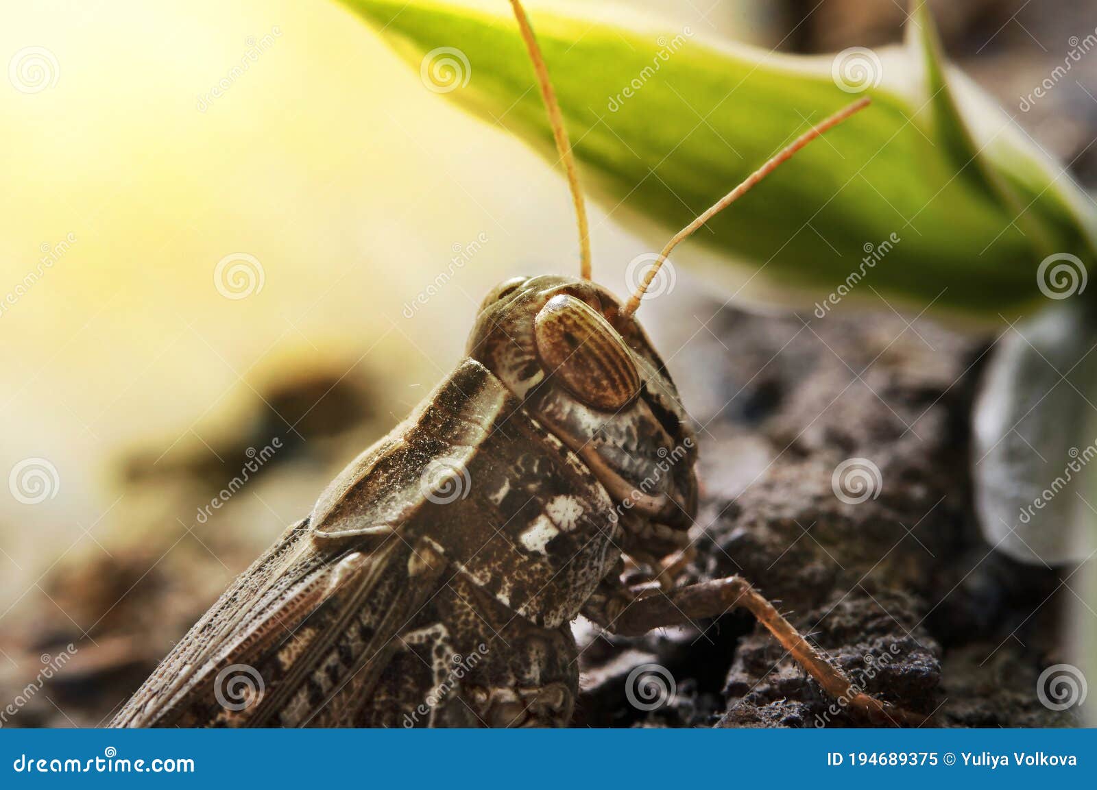 Locusts Perched on the Bark of an Old Tree. Stock Image - Image of ...
